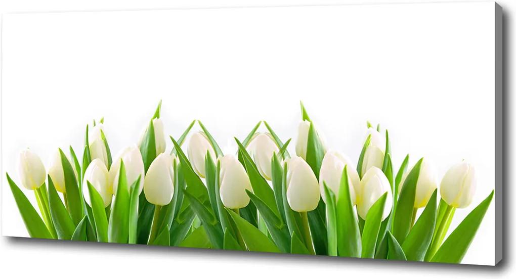 Foto obraz na plátně Bílé tulipány
