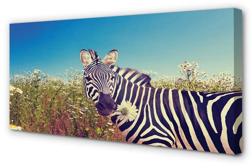Obrazy na plátně zebra květiny 100x50cm