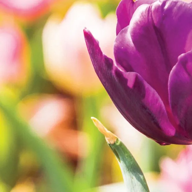 Malvis ® Tapeta Pestrý tulipán Vel. (šířka x výška): 216 x 140 cm