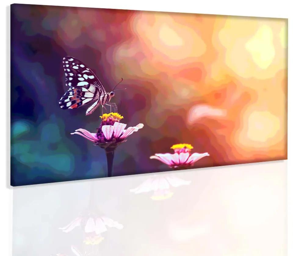 Obraz motýl na květině (100x60 cm) - InSmile ®