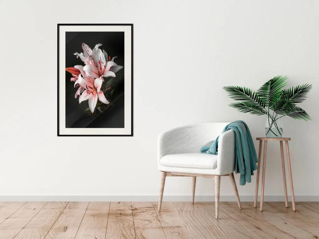 Plakát Lilií - kompozice krásných světle růžových květů na pozadí hluboké černi