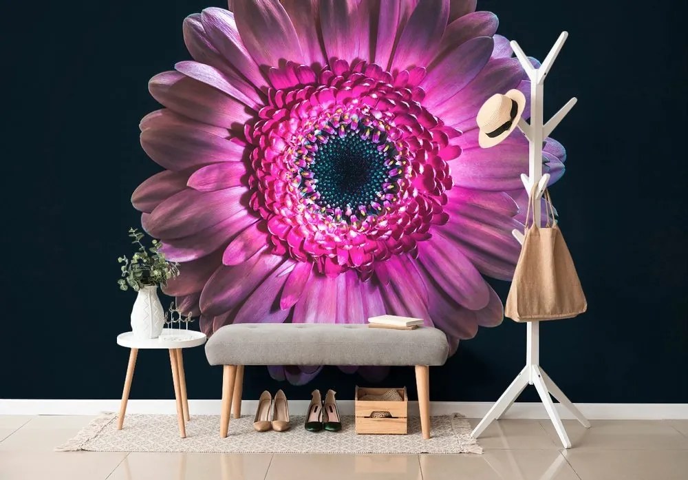 Tapeta krásná purpurová gerbera - 375x250 cm