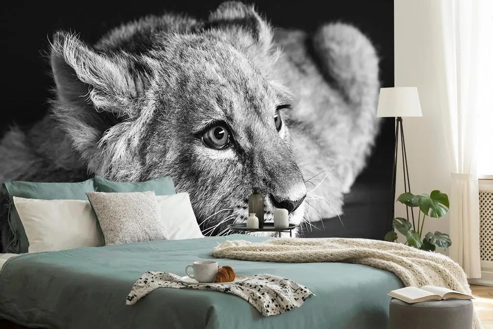 Tapeta lvíče v černobílém - 150x100 cm