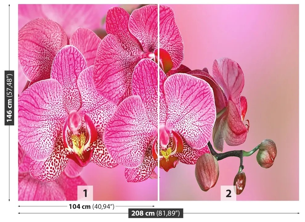 Fototapeta Růžová orchidej 104x70