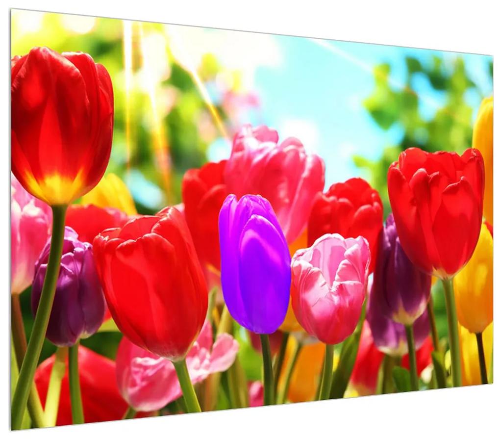 Obraz tulipánů  (100x70 cm)