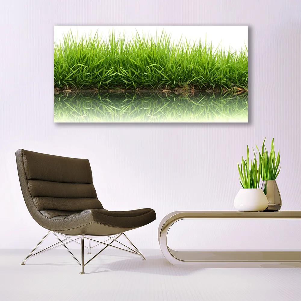 akrylový obraz Tráva Příroda Rostlina 120x60 cm