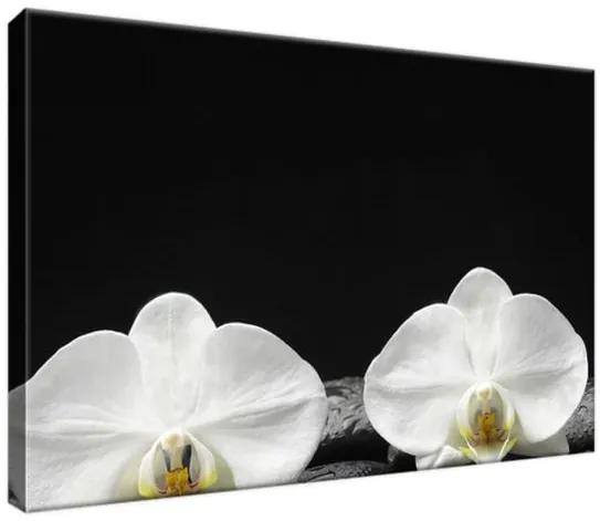 Obraz na plátně Bílá orchidej a černý kámen 30x20cm 1709A_1T
