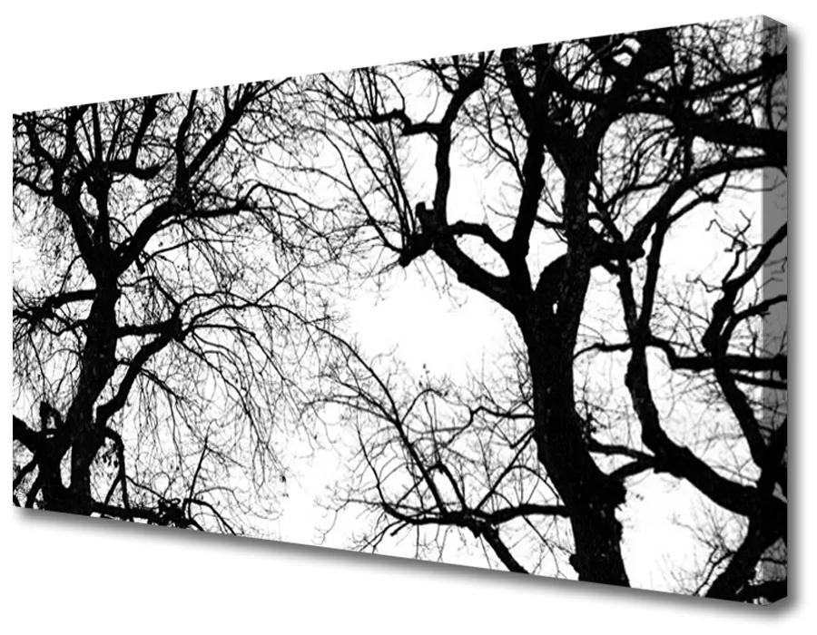 Obraz na plátně Stromy Příroda Černobílý 100x50 cm