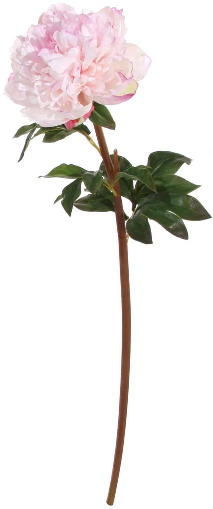 Pivoňka (Paeonia) růžová, 72 cm