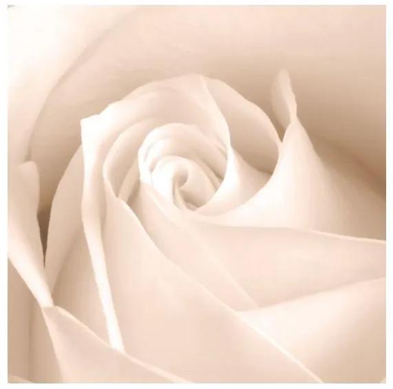 Obraz jemné růže (40x40 cm), 40 dalších rozměrů