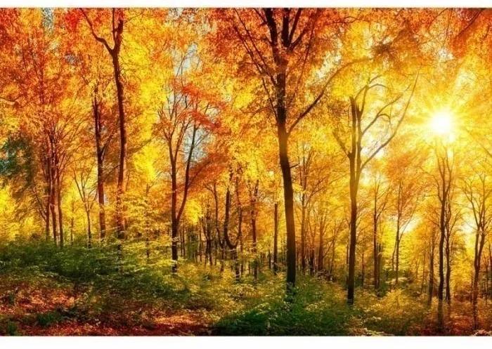 DIMEX | Vliesové fototapety na zeď Slunný les MS-5-0067 | 375 x 250 cm| žlutá, oranžová, zelená