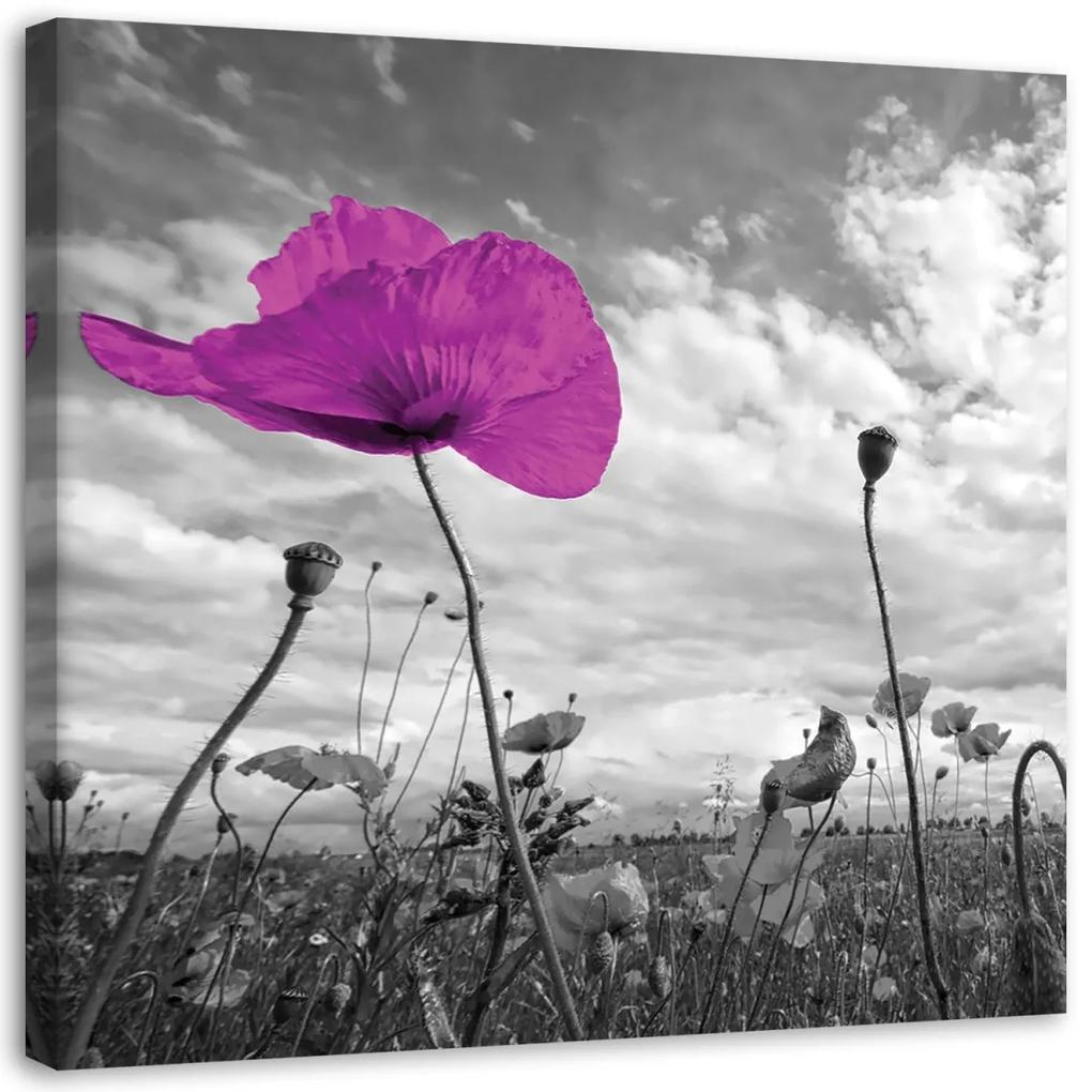 Obraz na plátně Květiny Fialový mák Květina na louce - 50x50 cm