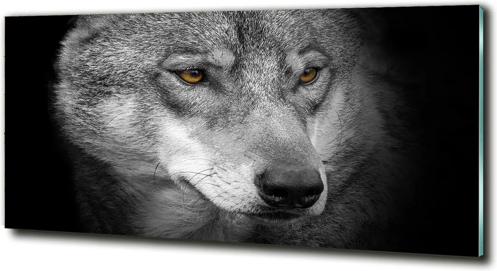 Foto-obrah sklo tvrzené Vlk