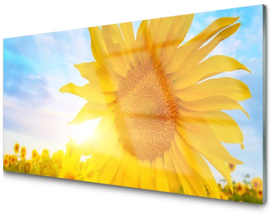 Skleněný obraz Slunečnice Květ Slunce