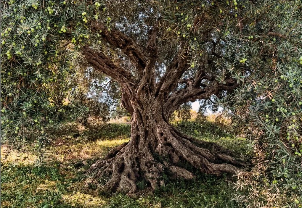 8-531 Obrazová fototapeta Komar Olive Tree - olivovník toskánský, velikost 368 x 254 cm