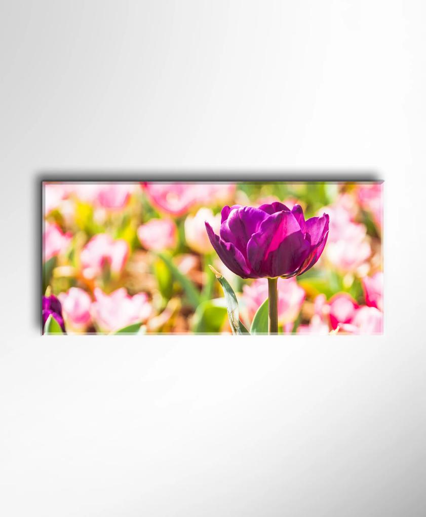 Malvis ® Obraz Pestrý tulipán ROZMĚR (šířka x výška): čtyřdílný čtverec 80x80 cm