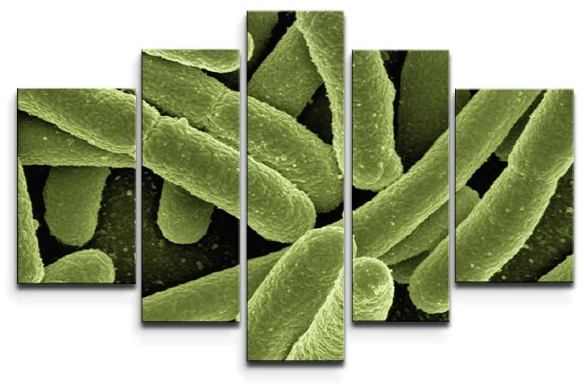 Sablio Obraz - 5-dílný Bakterie - 125x90 cm