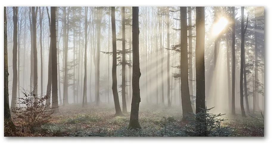 Wallmuralia Foto obraz akrylový do obýváku Mlha v lese 120x60 cm