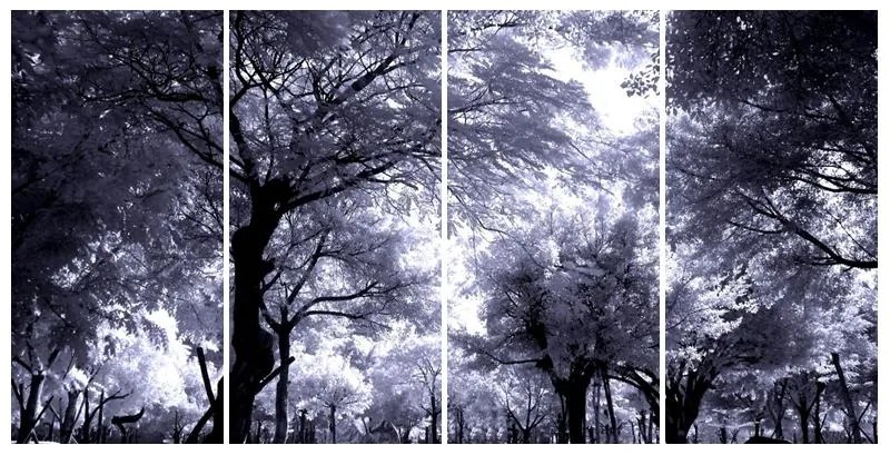 Černobílý obraz stromů (160x80 cm), 40 dalších rozměrů