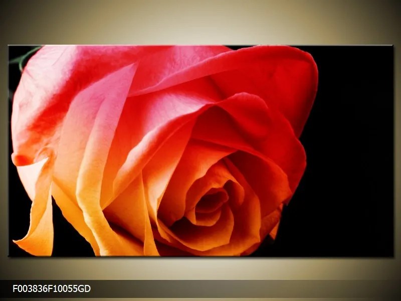 Obraz oranžové růže  (), 40 dalších rozměrů