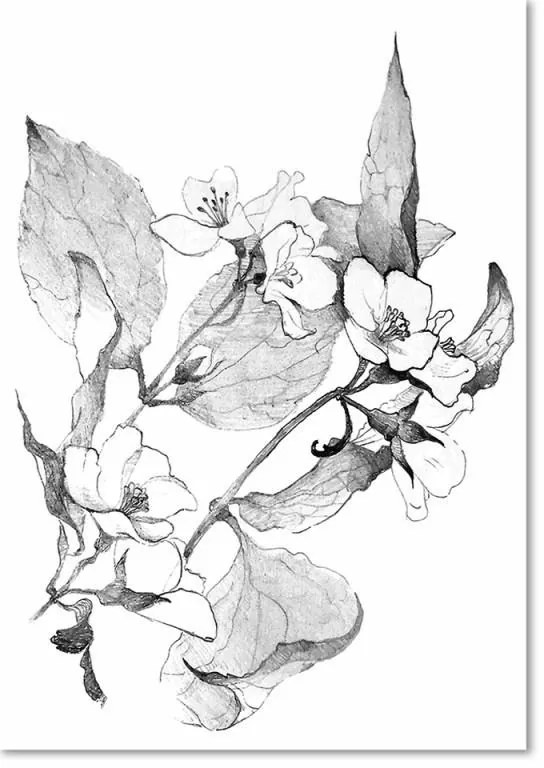 CARO Obraz na plátně - Blooming Twigs 30x40 cm