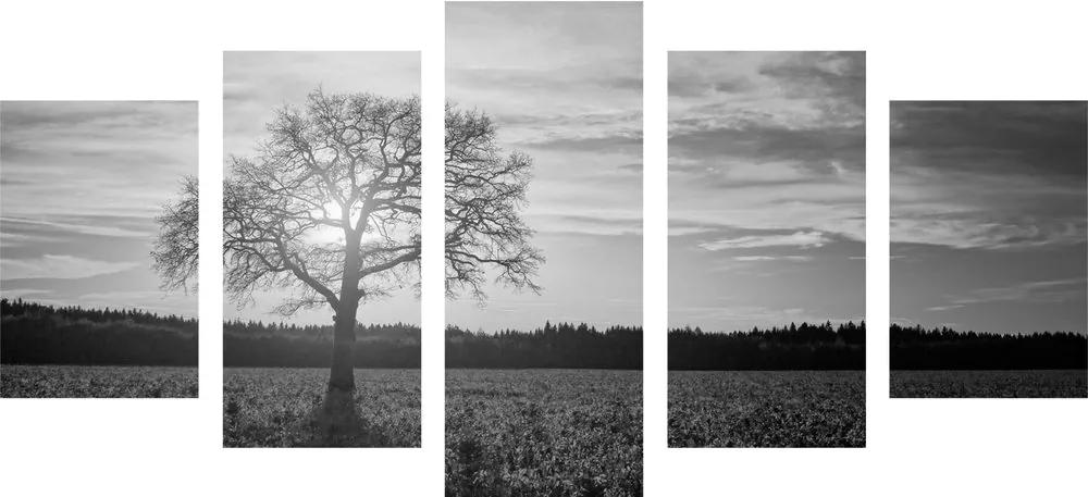 5-dílný obraz osamělého stromu v černobílém provedení Varianta: 100x50