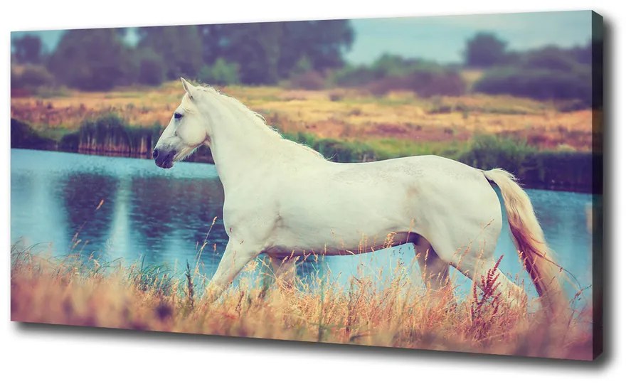 Wallmuralia Foto obraz na plátně Bílký kůň jezero 100x50 cm