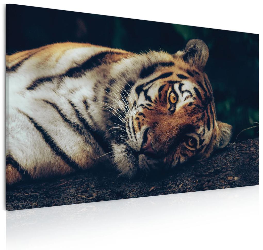 Malvis ® Obraz Tygr v džungli Velikost (šířka x výška): 50x30 cm