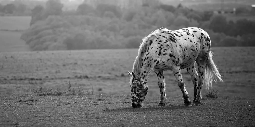 Obraz kůň na louce v černobílém provedení Varianta: 100x50
