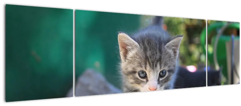 Obraz koťátka (170x50 cm)