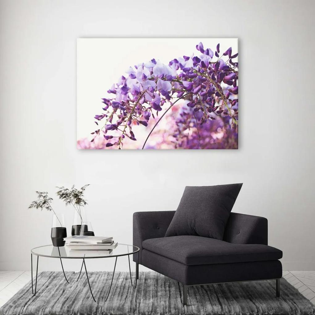 Obraz na plátně Glycin Květiny Příroda - 100x70 cm
