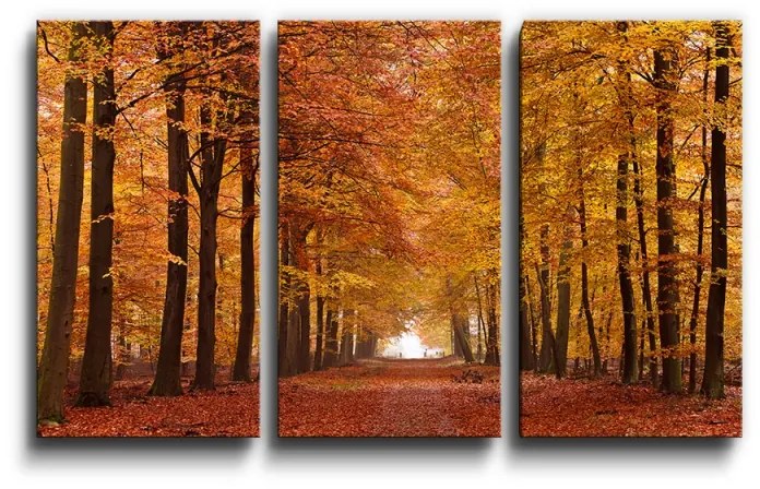 3- dílný obraz 120x80 - Podzimní cesta lesem - Sablo.cz