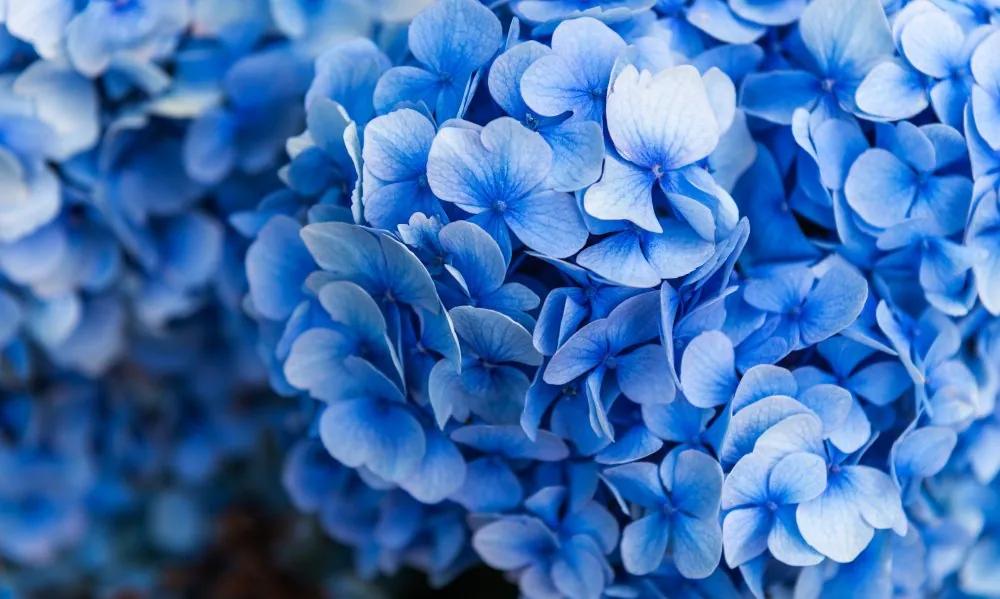 Vícedílný obraz Modré Květy Hortenzie Zblízka Nedostatek Nedostatek Plátno Canvas 250x150