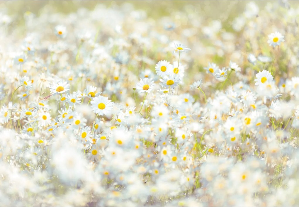 Komar Papírová fototapeta Daisies, 368 x 254 cm