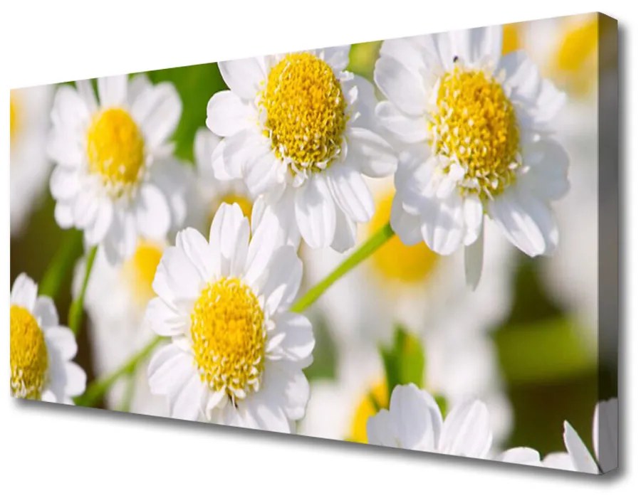 Obraz na plátně Květiny Sedmikráska Příroda 100x50cm