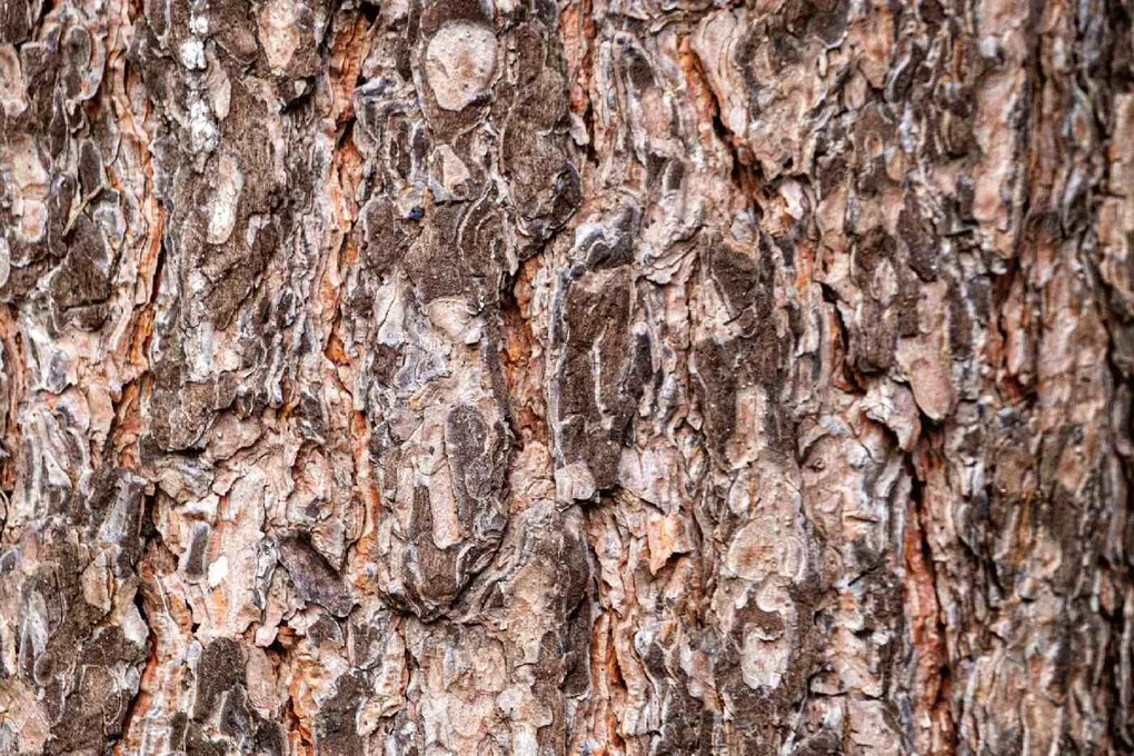 DIMEX | Samolepicí vliesová fototapeta na zeď Kůra borovice MA-5-2345 | 375 x 250 cm | béžová, oranžová, hnědá