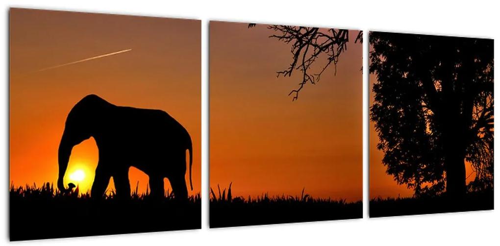 Obraz slona v přírodě