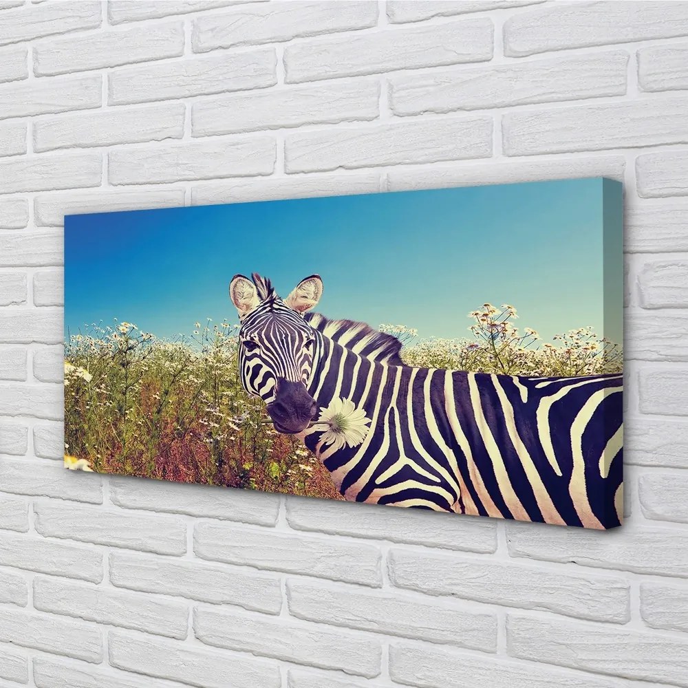 Obrazy na plátně zebra květiny 100x50 cm