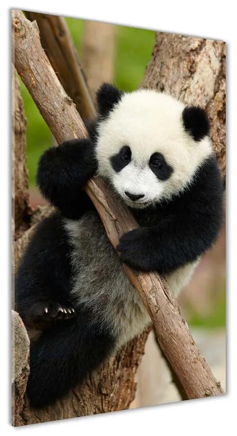 Wallmuralia Foto obraz skleněný svislý Panda na stromě 50x100 cm