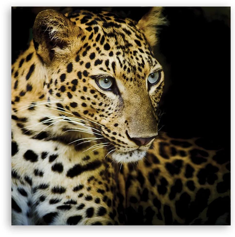 Obraz na plátně, Majestic Leopard - 40x40 cm
