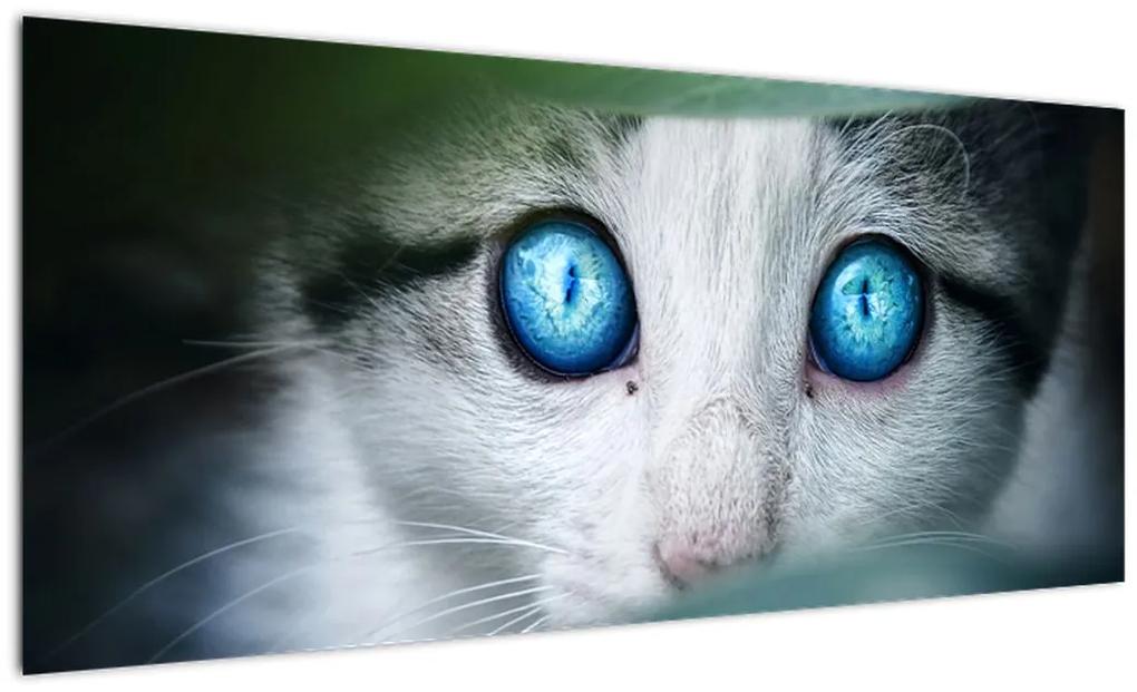 Obraz kočky, zářivé oči (100x40cm)