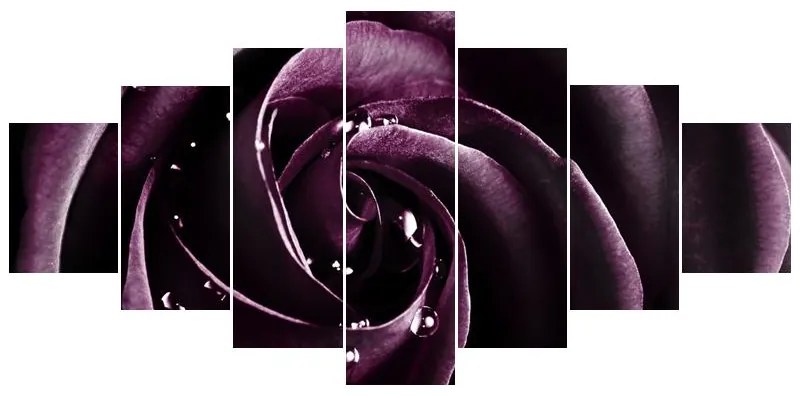 Obraz fialové růže (210x100 cm), 40 dalších rozměrů