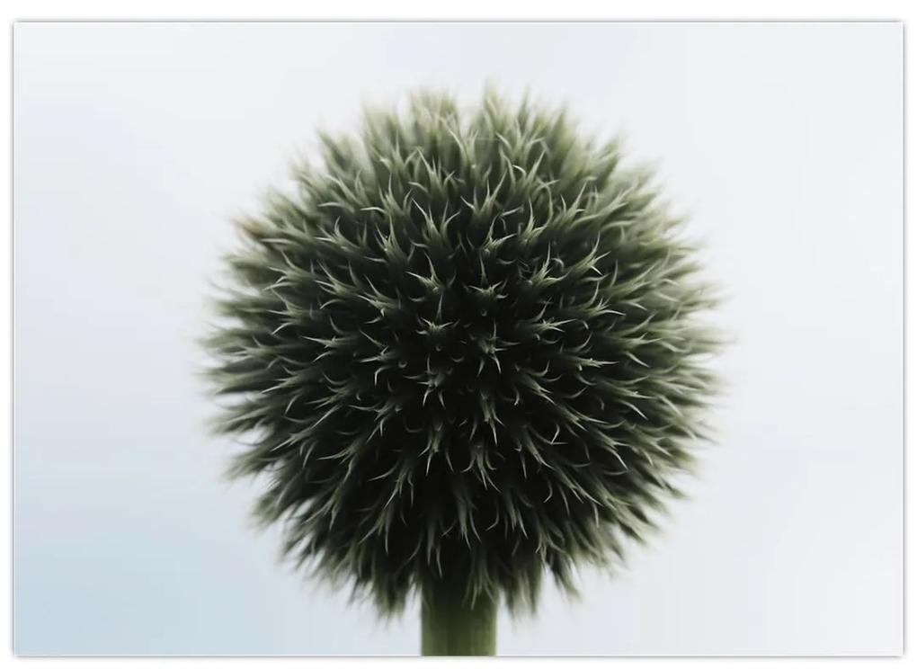 Skleněný obraz květinové koule (70x50 cm)