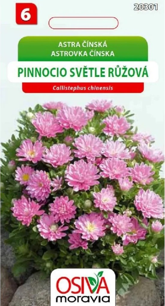 Semínka Astra čínská Pinnocio světle růžová (Callistephus chinensis)