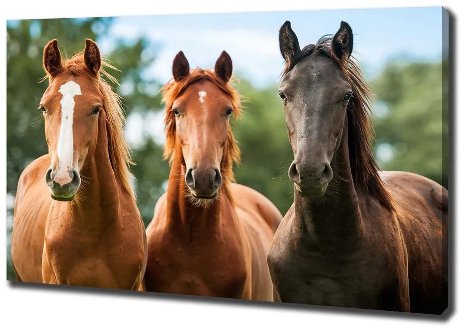 Wallmuralia Moderní fotoobraz canvas na rámu Tři koně 100x70 cm