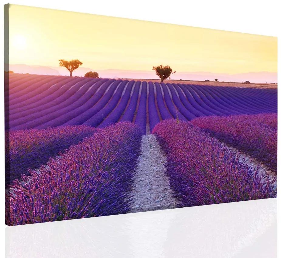 Obraz Provence Velikost (šířka x výška): 60x40 cm