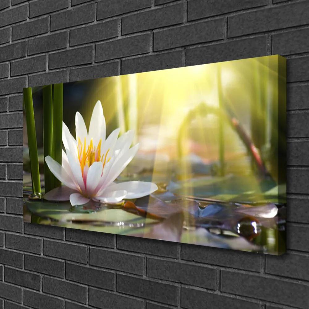 Obraz na plátně Vodní Lilie Slunce Rybník 125x50 cm