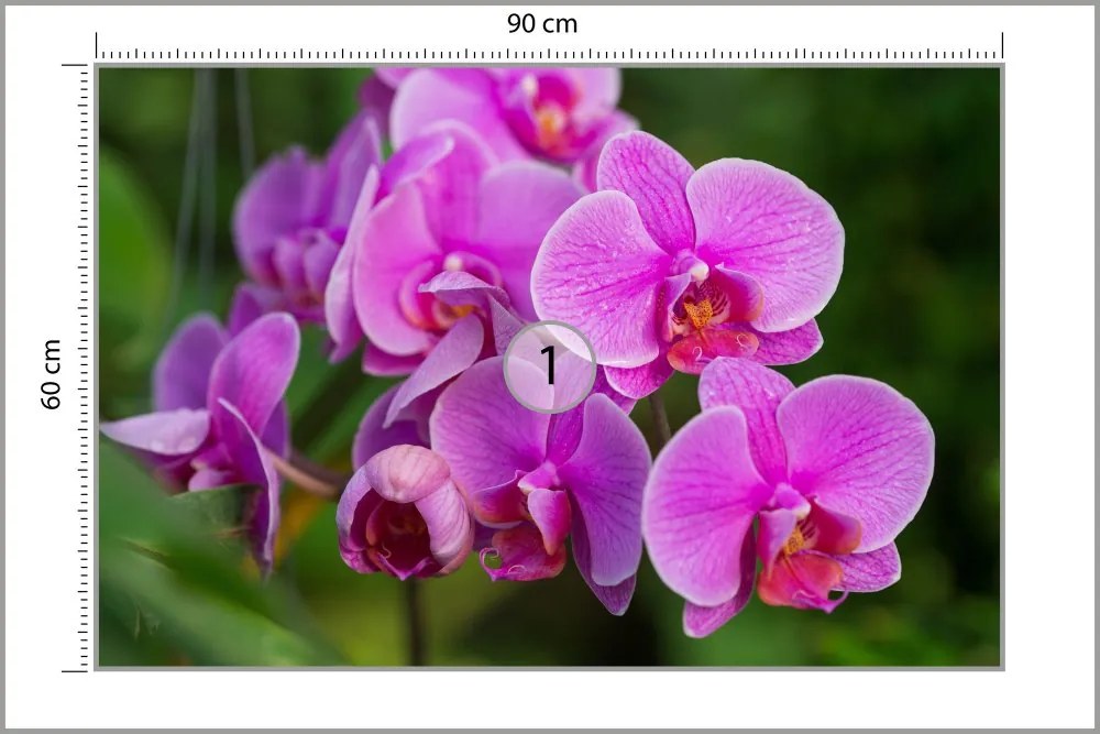 Fototapeta Orchid Blossoms 3D Hladký vinyl 416x290