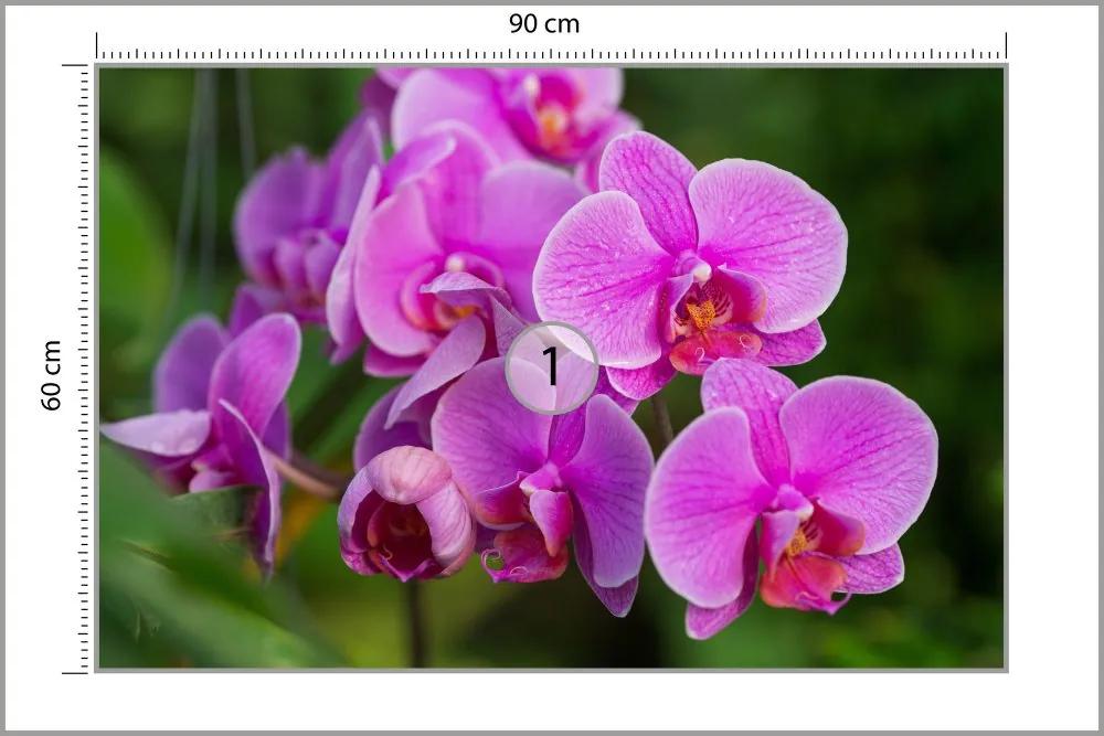 Fototapeta Orchid Blossoms 3D Hladký vinyl 450x300