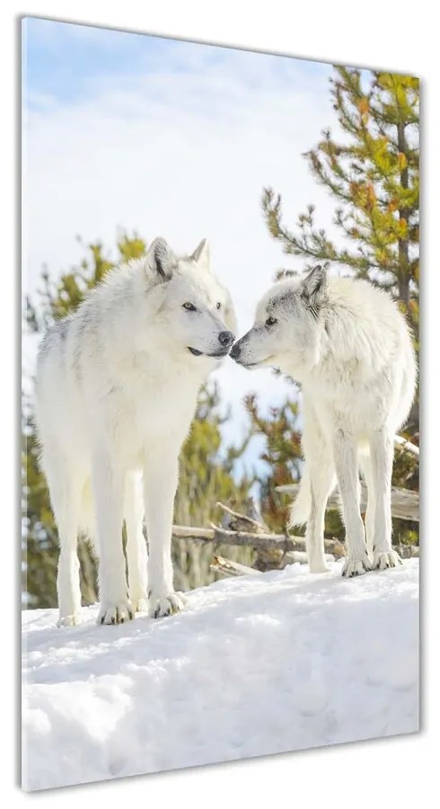Wallmuralia Fotoobraz na skle Dva bílí vlci 60x120 cm